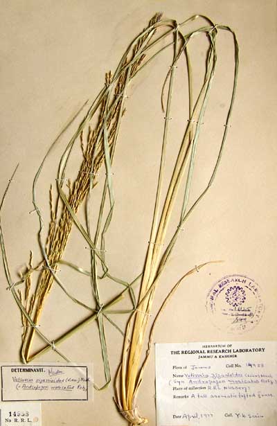 vetiveria_zizanioides
